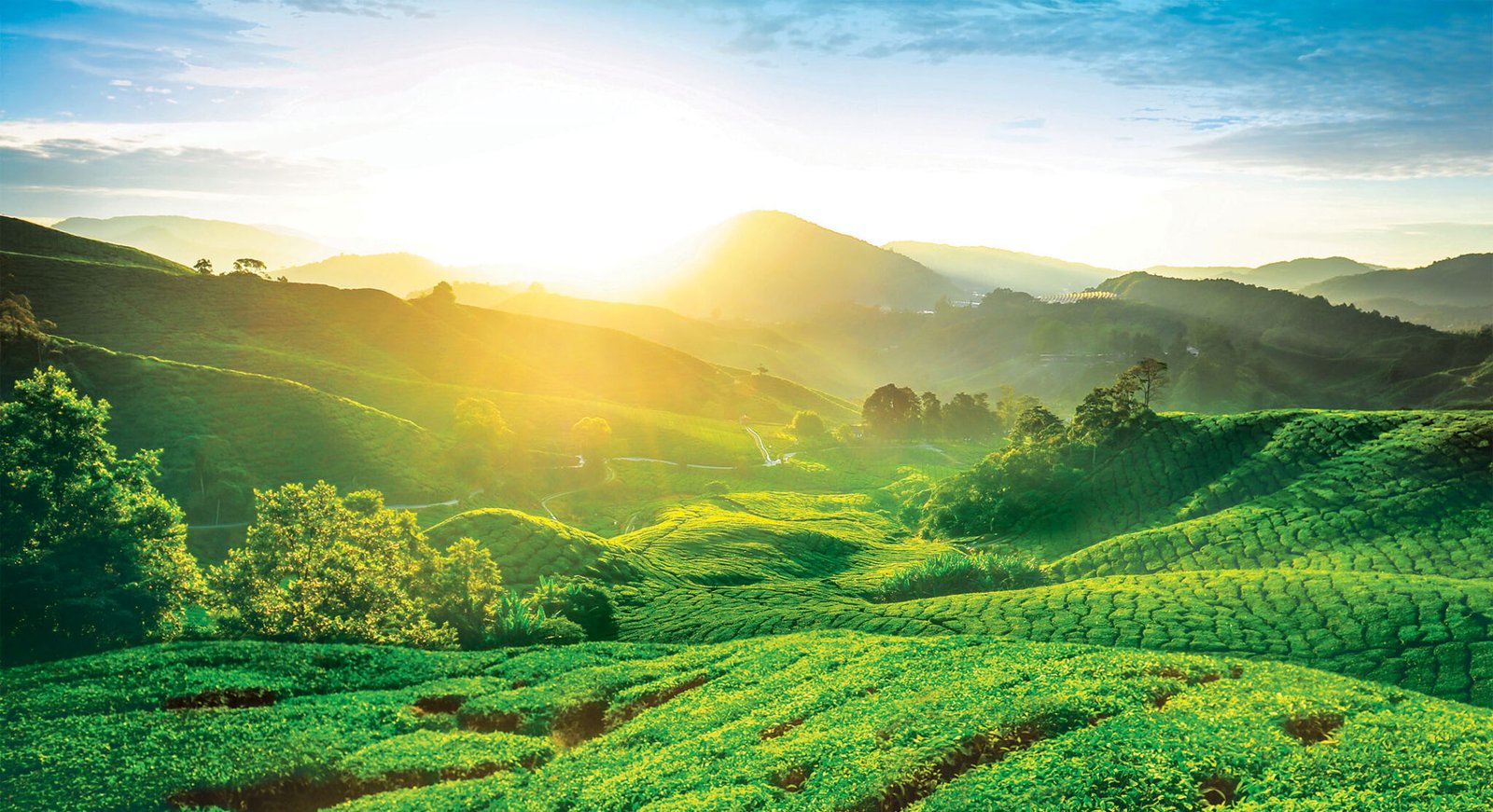 A Complete Guide to Visiting Cameron Highlands: When to Go and What to ...